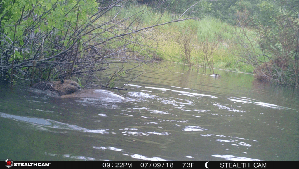 How Beavers Boost Stream Flows - The National Wildlife Federation Blog