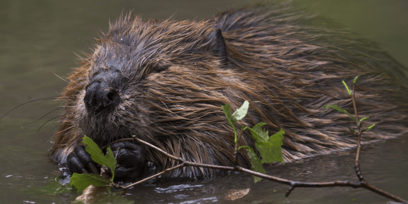 How Beavers Boost Stream Flows - The National Wildlife Federation Blog
