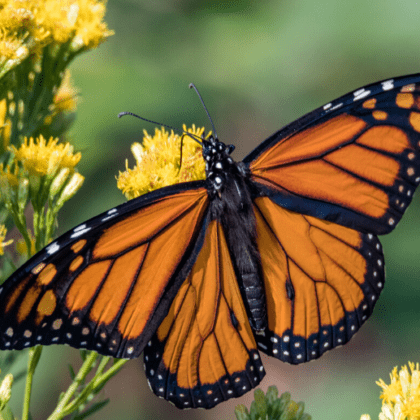 Can Western Monarchs Still Rebound? • The National Wildlife Federation ...