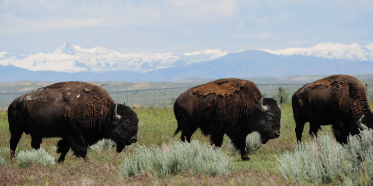 Stories Intertwined: How Bison Create a Network of Healing - The ...