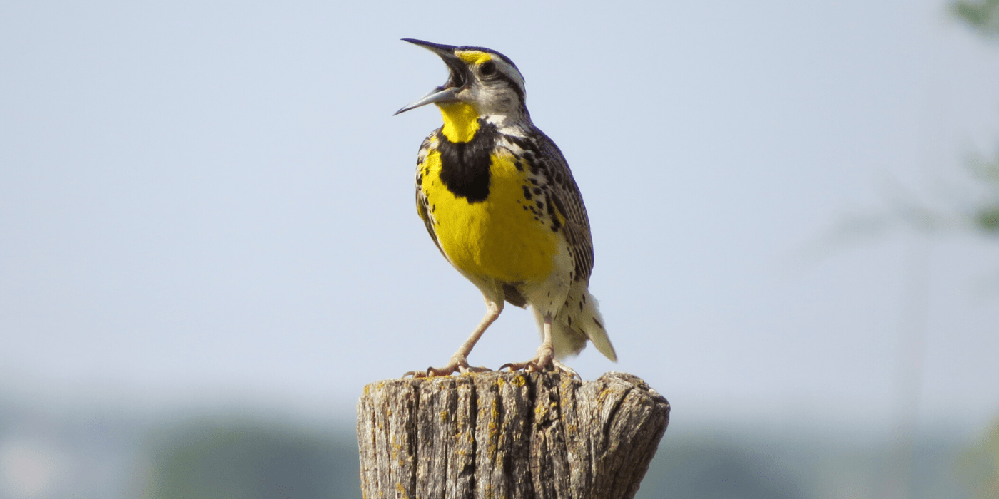 Six Ways to Support Wild Birds at Home - The National Wildlife ...