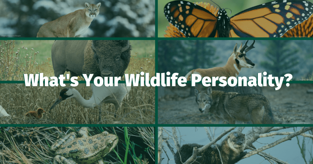 50 Ways to Love Wildlife (Wherever You Are) This Earth Day - The ...