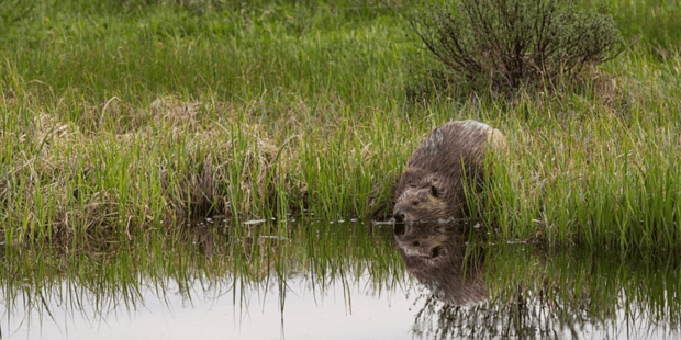 Beavers, Trout, and a Changing Climate - The National Wildlife ...