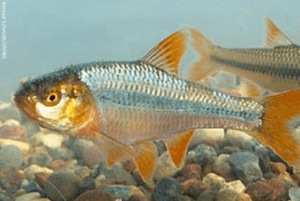 Species of Concern Across America: Find Your State - The National ...