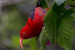 Species of Concern Across America: Find Your State - The National ...