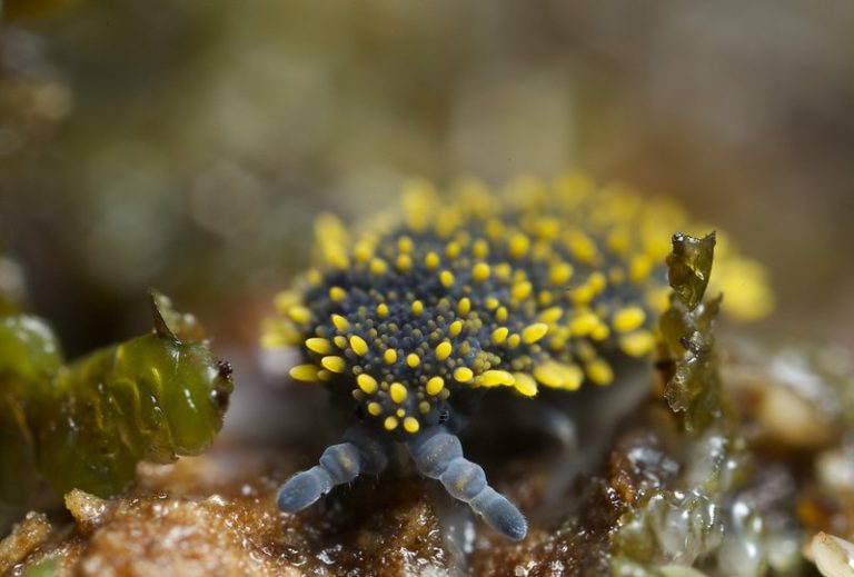 In Celebration of the Springtail - The National Wildlife Federation Blog