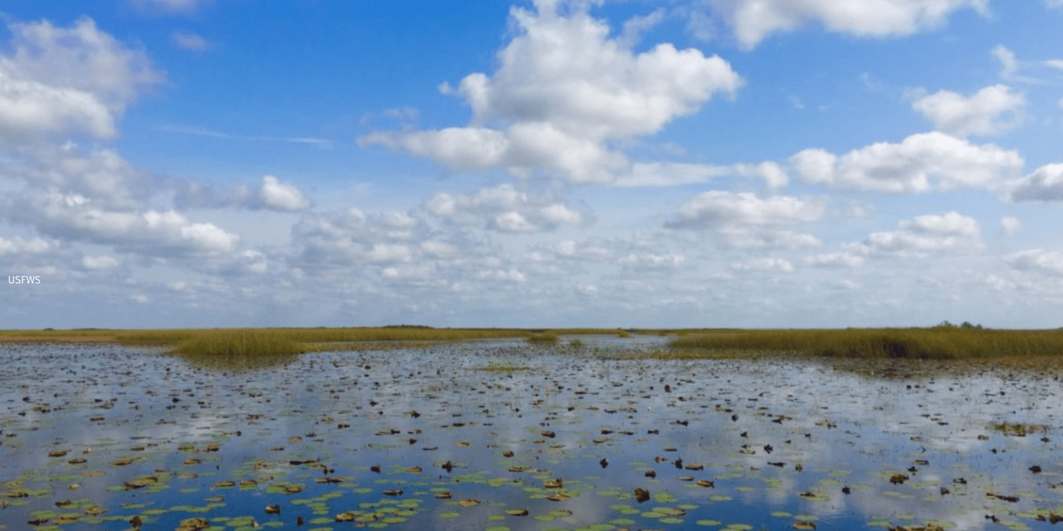 Restoring America's Everglades - The National Wildlife Federation Blog