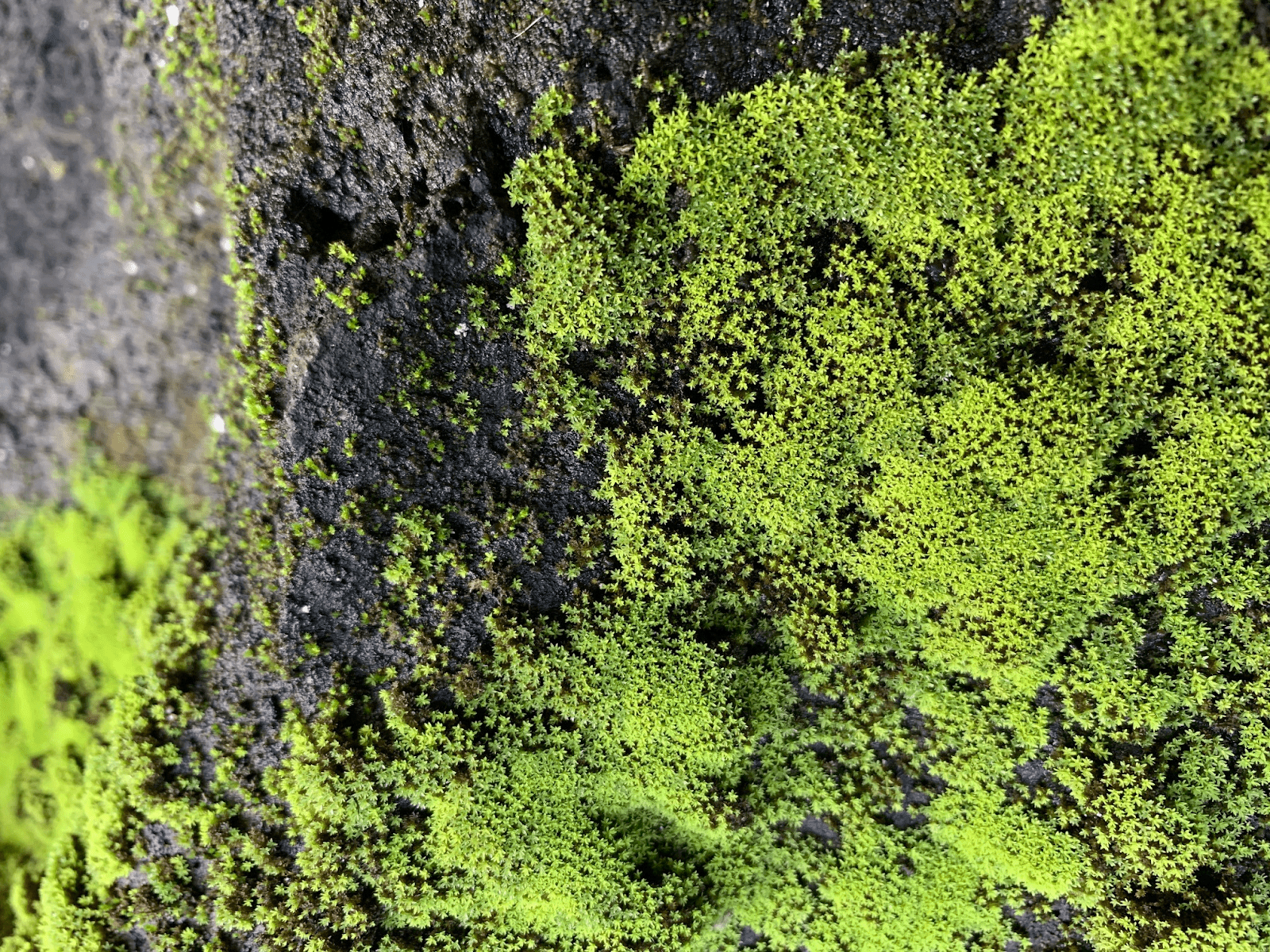 In Celebration of the Springtail - The National Wildlife Federation Blog