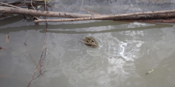 Re-watering the Prairie - The National Wildlife Federation Blog