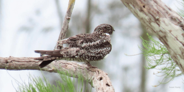 Meet the Squad of Mosquito-Eating Species - The National Wildlife ...