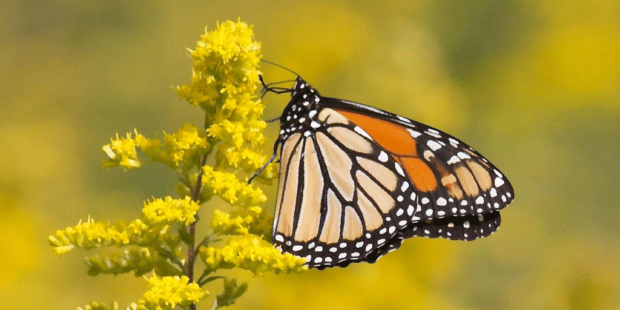 Six Ways to Support Fall Monarch Migration - The National Wildlife ...