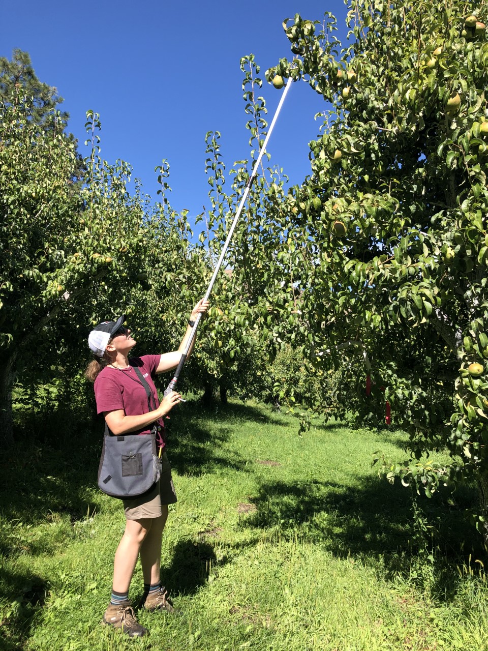 Lessons from a Leaf: The Wild World of Orchard Insects - The National ...