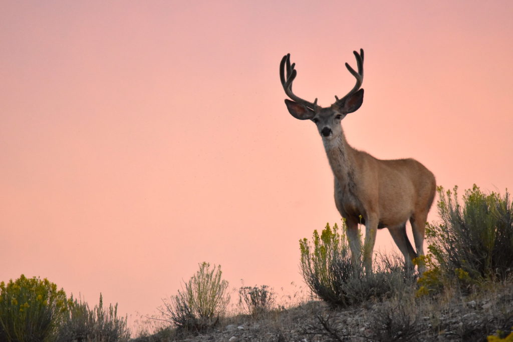 America’s Conservation Enhancement Act is a Bipartisan Win for Wildlife ...