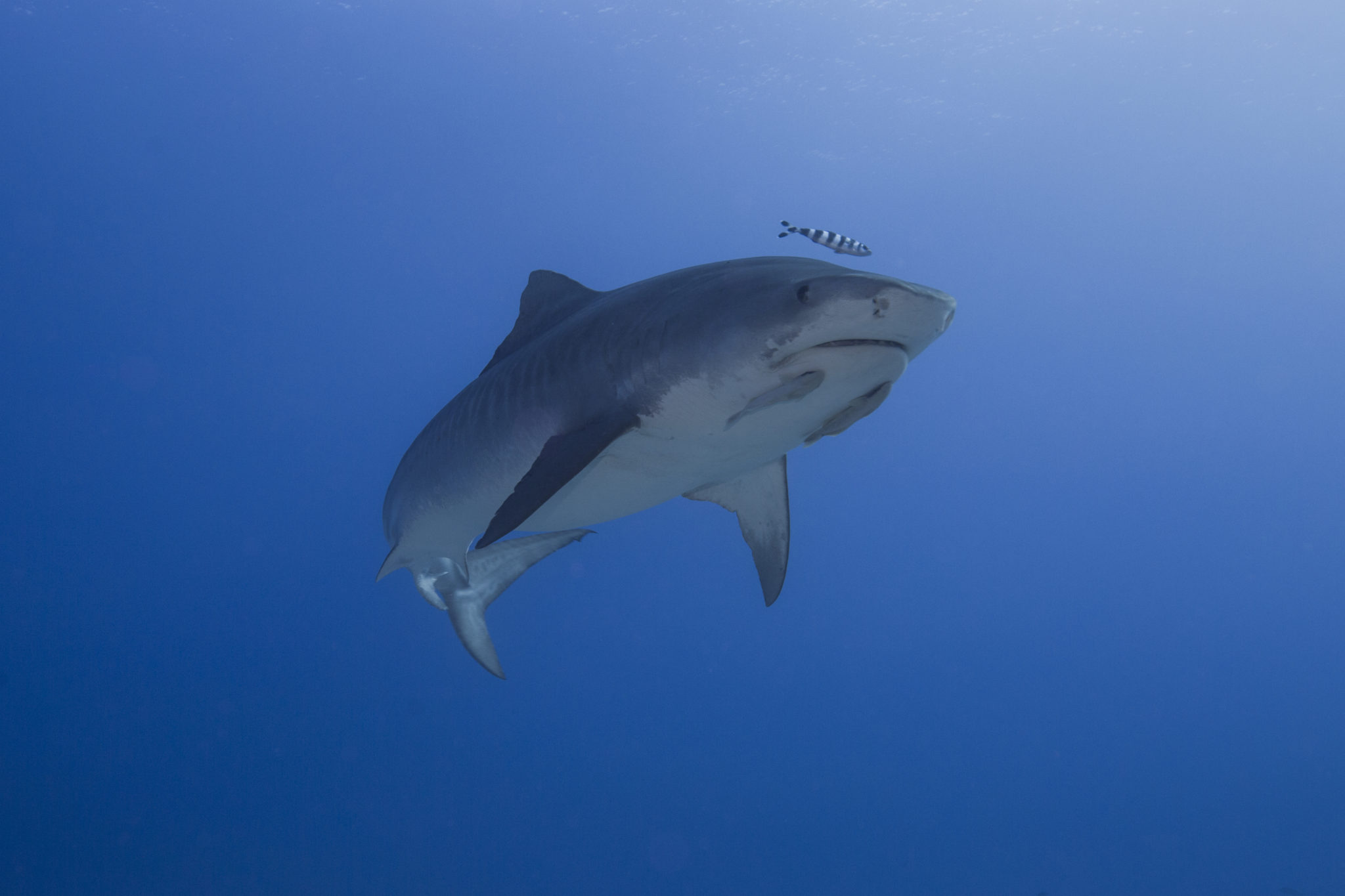 Native Hawaiian Cultural Practices are Vital to Protecting the Native ...
