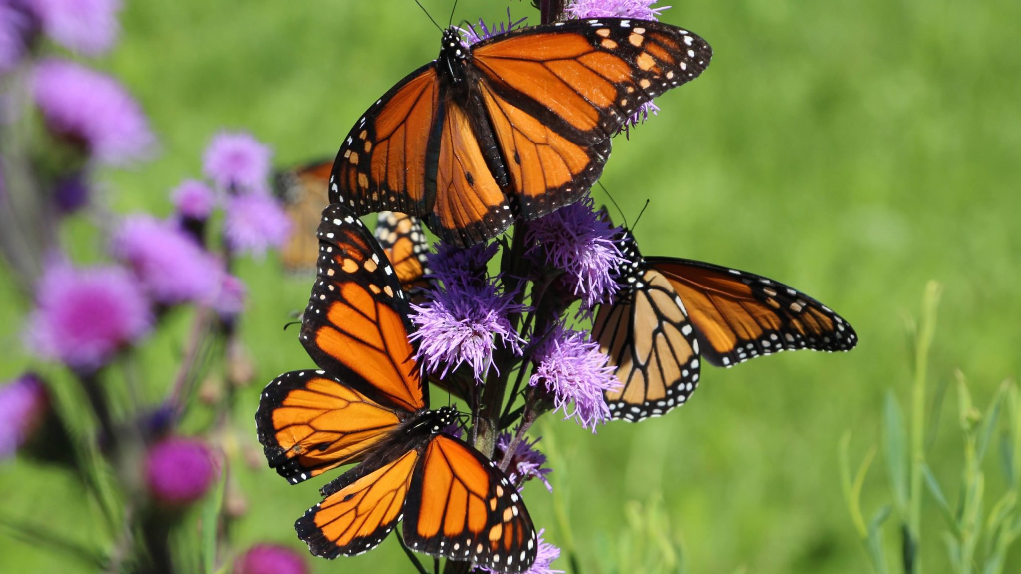 Communities & Wildlife: Year in Review - The National Wildlife ...