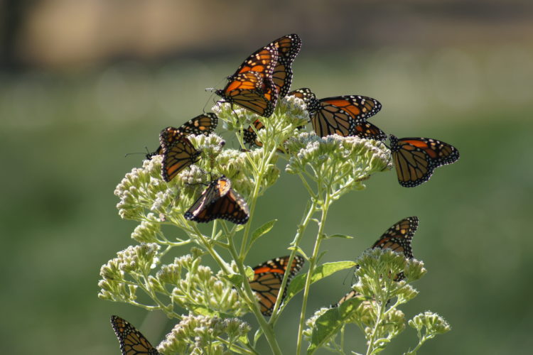 Communities & Wildlife: Year in Review - The National Wildlife ...