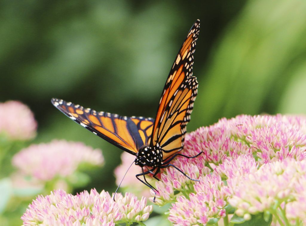 Communities & Wildlife: Year in Review - The National Wildlife ...