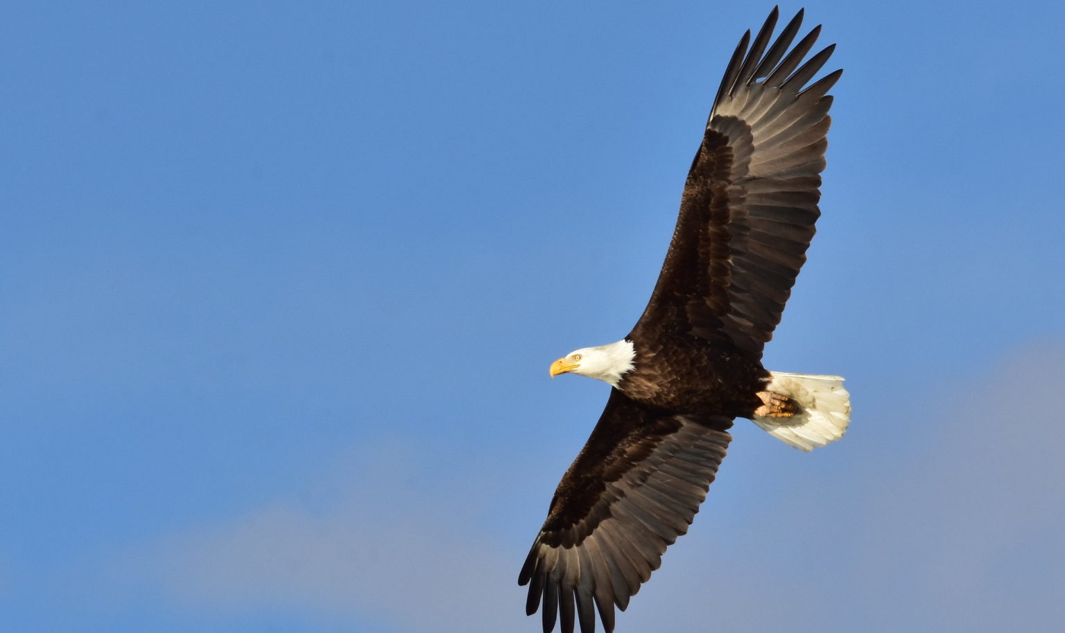 Four Ways the Biden Administration Can Prioritize Wildlife Starting on ...
