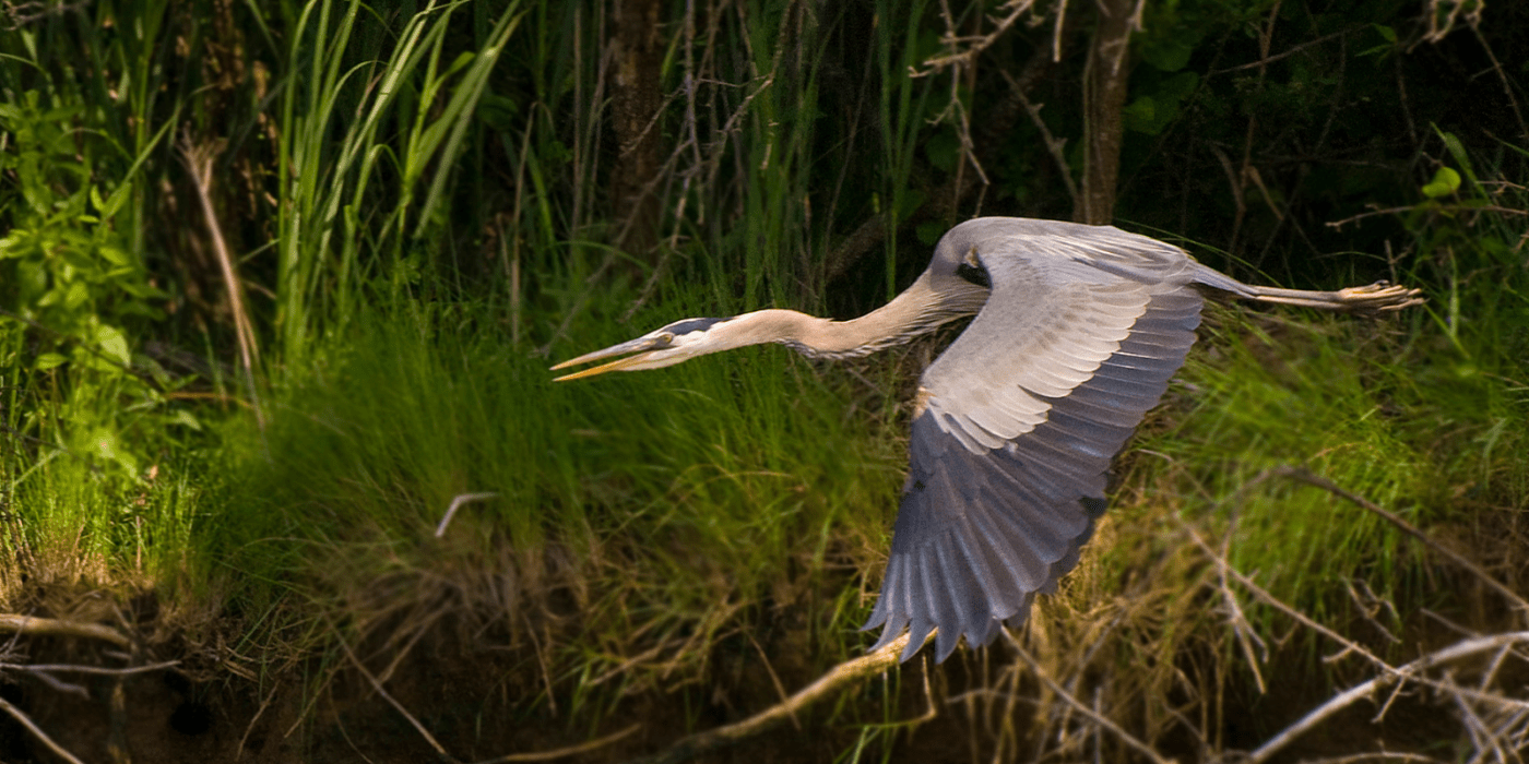Choose Clean Water Coalition: Empowering Young Professionals of Color ...