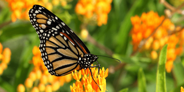 Vacant Lots to Pollinator Habitat in Philadelphia, PA - The National ...