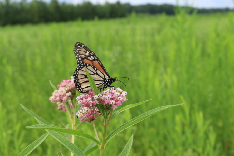 5 Ways You Can Help Eastern Monarchs - The National Wildlife Federation ...