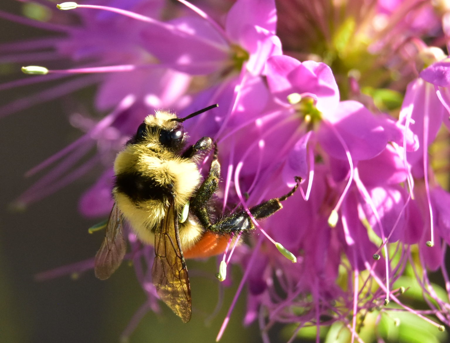 To Bee or Not to Bee: A Discussion on Honey Bees - The National ...