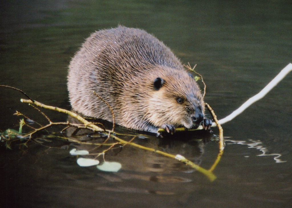 Beavers and Salmon: An Unexpected Alliance - The National Wildlife ...