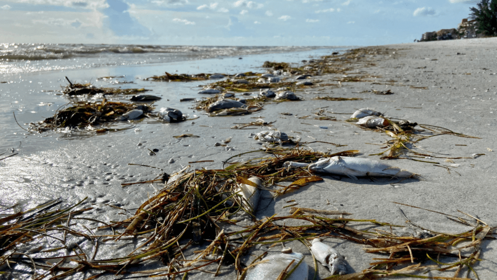 Red Tide Rages Along Florida’s Gulf Coast - The National Wildlife ...