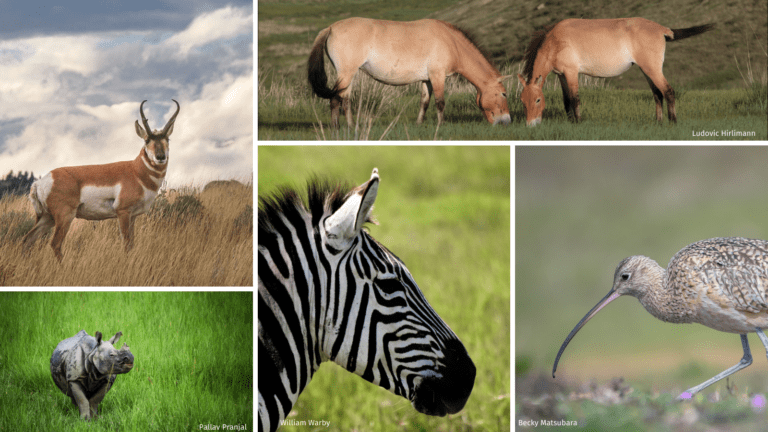 Top 10 Grassland Species Across the Globe - The National Wildlife ...