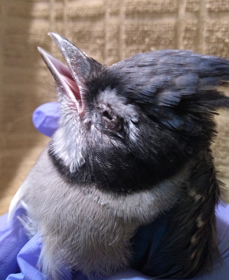 Update on Mysterious Bird Deaths - The National Wildlife Federation Blog