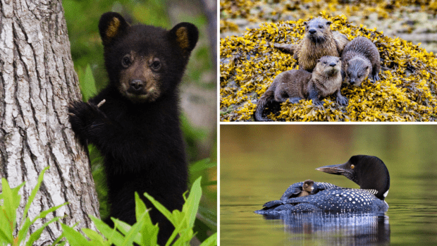 The Clean Water Act – Protecting Our Nation’s Waters for 49 Years - The ...