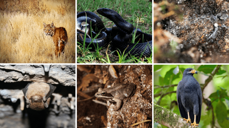 6 Spooky Species (That Need Our Help) - The National Wildlife ...