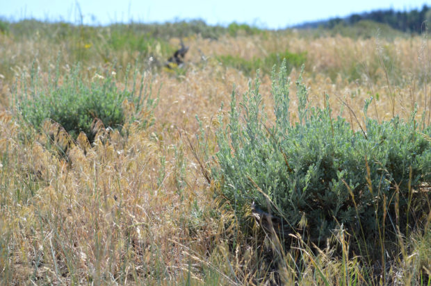 Cheatgrass Threatens Wildlife, Western Lands, and Rural Communities ...