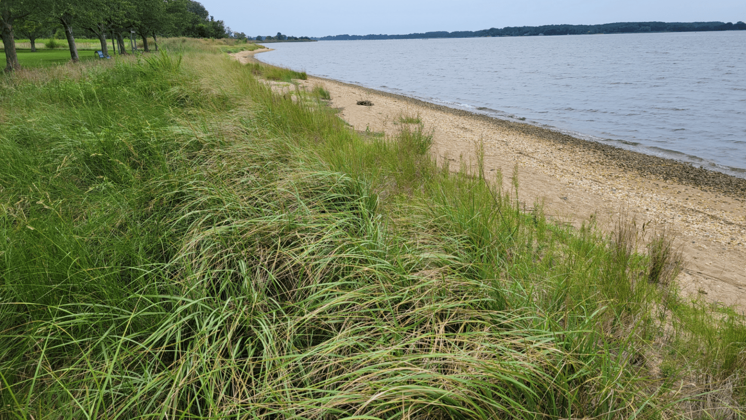 Living Shorelines Build Resilient Coasts - The National Wildlife ...