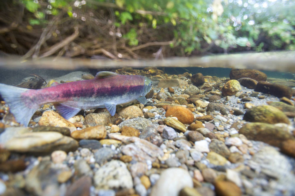 Little Larry Swims: A Small Salmon on a Big Journey - The National ...