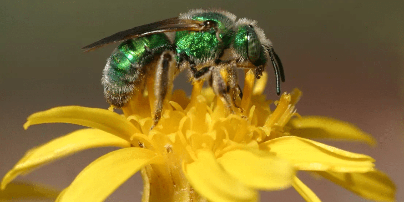 The Life of a Solitary Bee - The National Wildlife Federation Blog