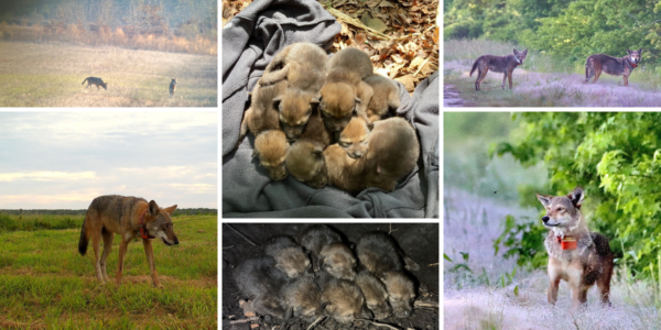 The Story Behind the Birth of Critically Endangered Red Wolf Pups - The ...