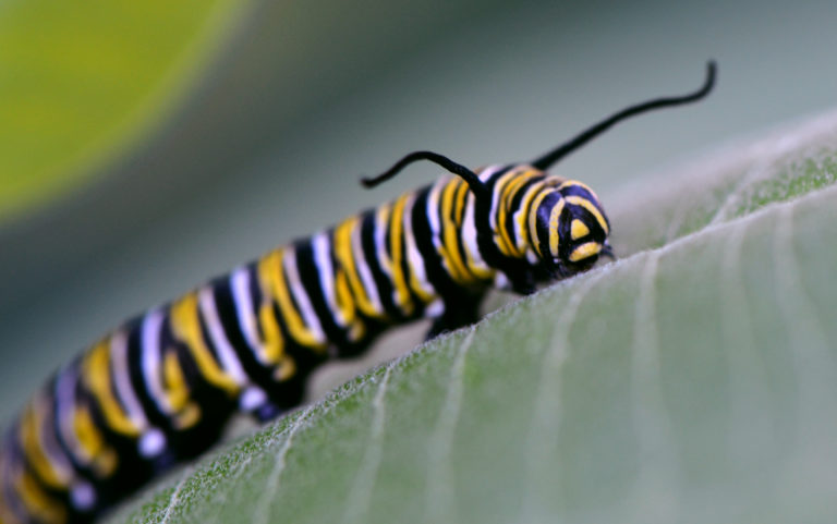 What the Listing of the Monarch Butterfly as Endangered Really Means ...