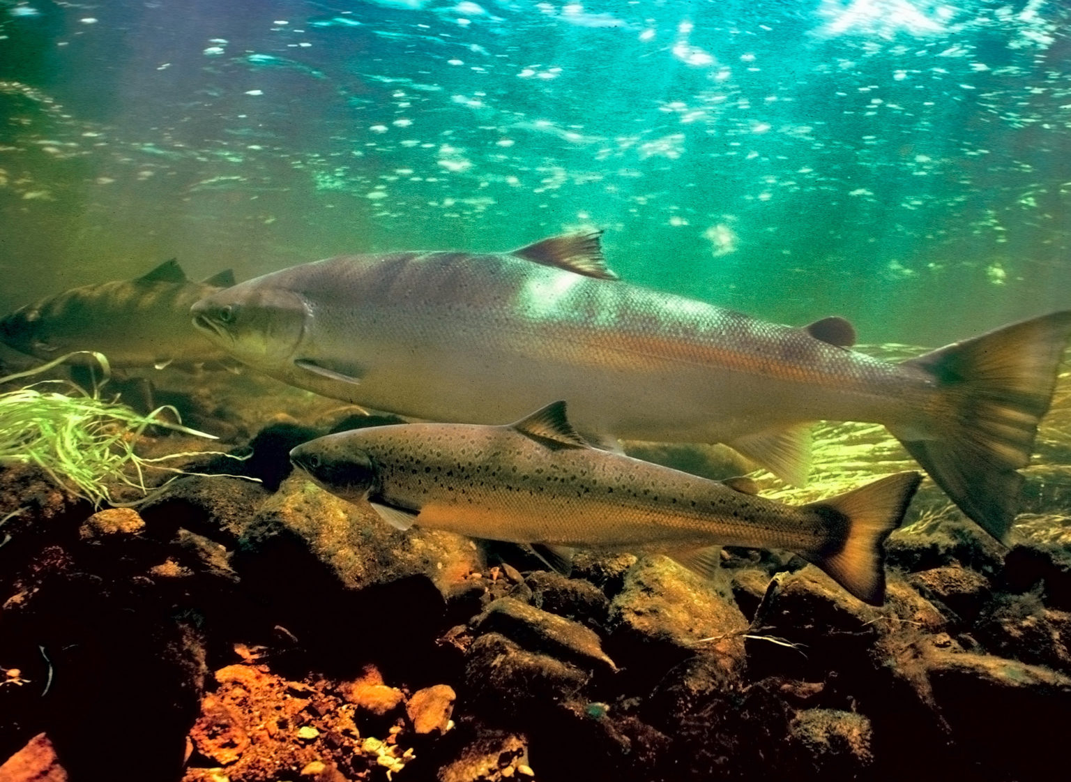 Five Clear Signs Momentum Is Growing for Snake River Salmon - The ...
