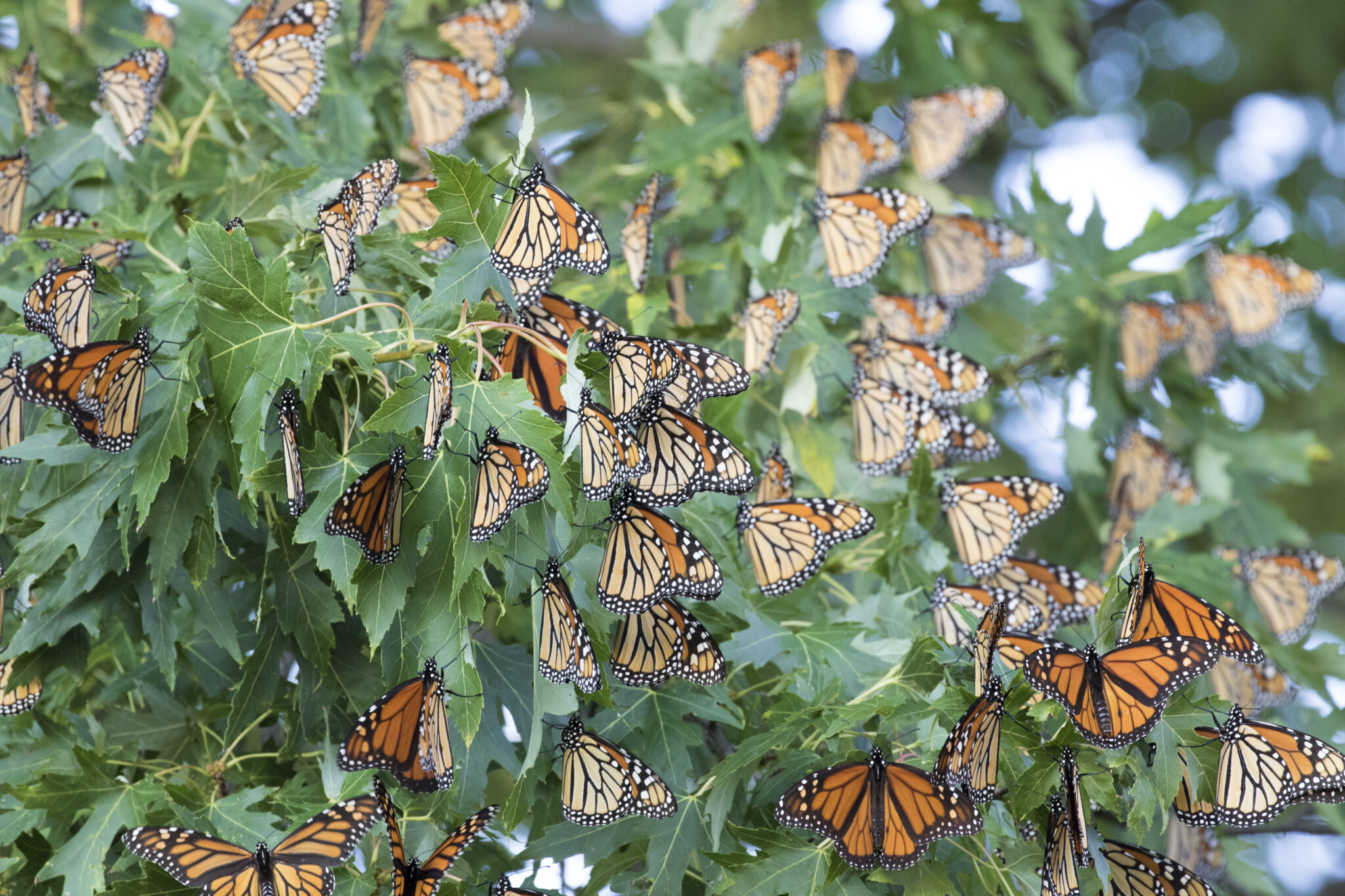 El Día de Muertos y el Trabajo de Conservación de la Mariposa Monarca ...