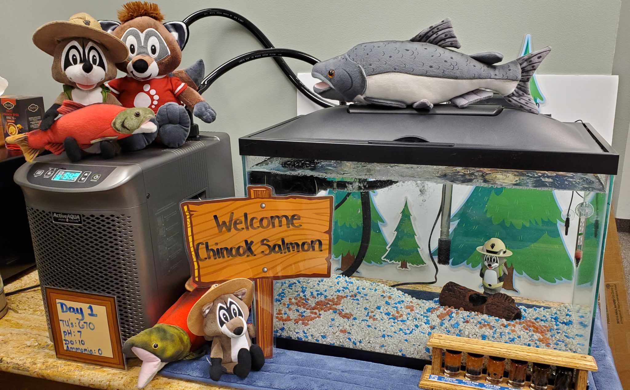 Hatching a Plan for Salmon Stewardship - The National Wildlife ...