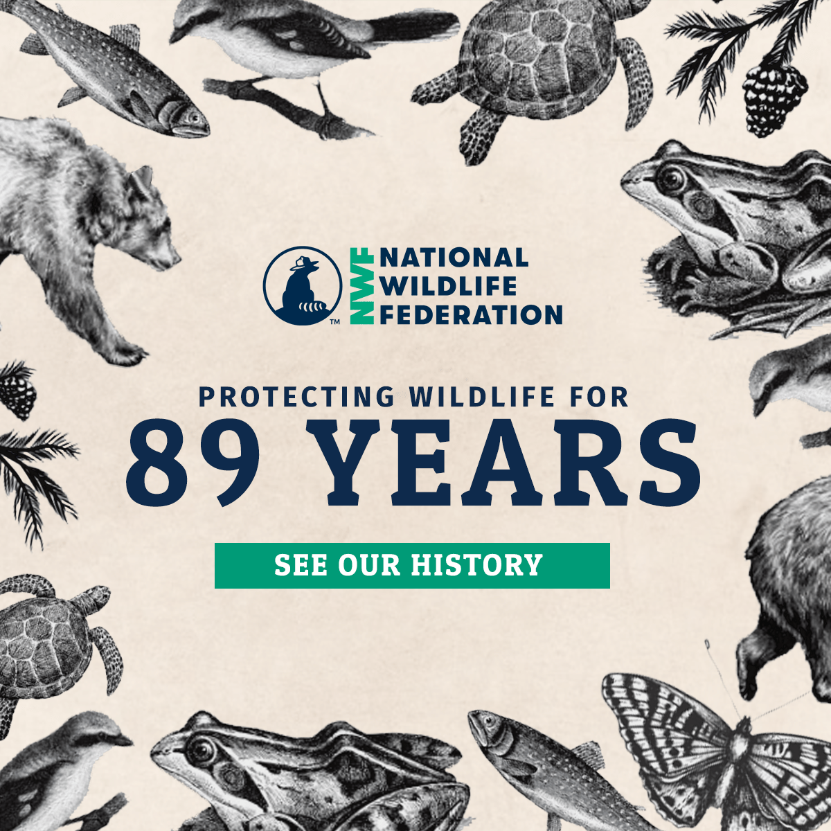NWF Celebrates 89 Years - The National Wildlife Federation Blog