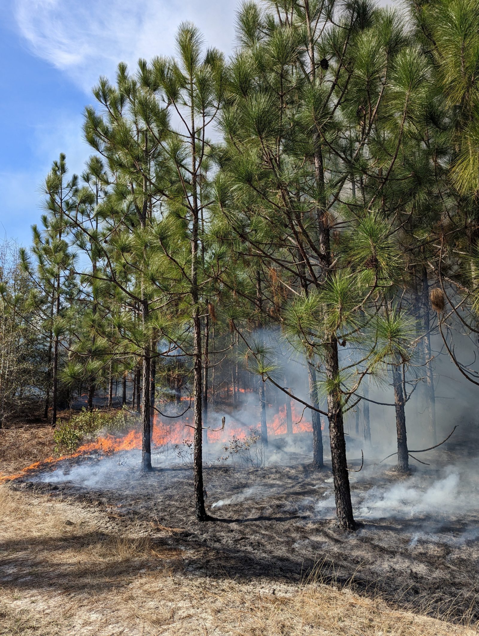 Prescribed Fire Field Day Highlights Healthy Forest Management ...