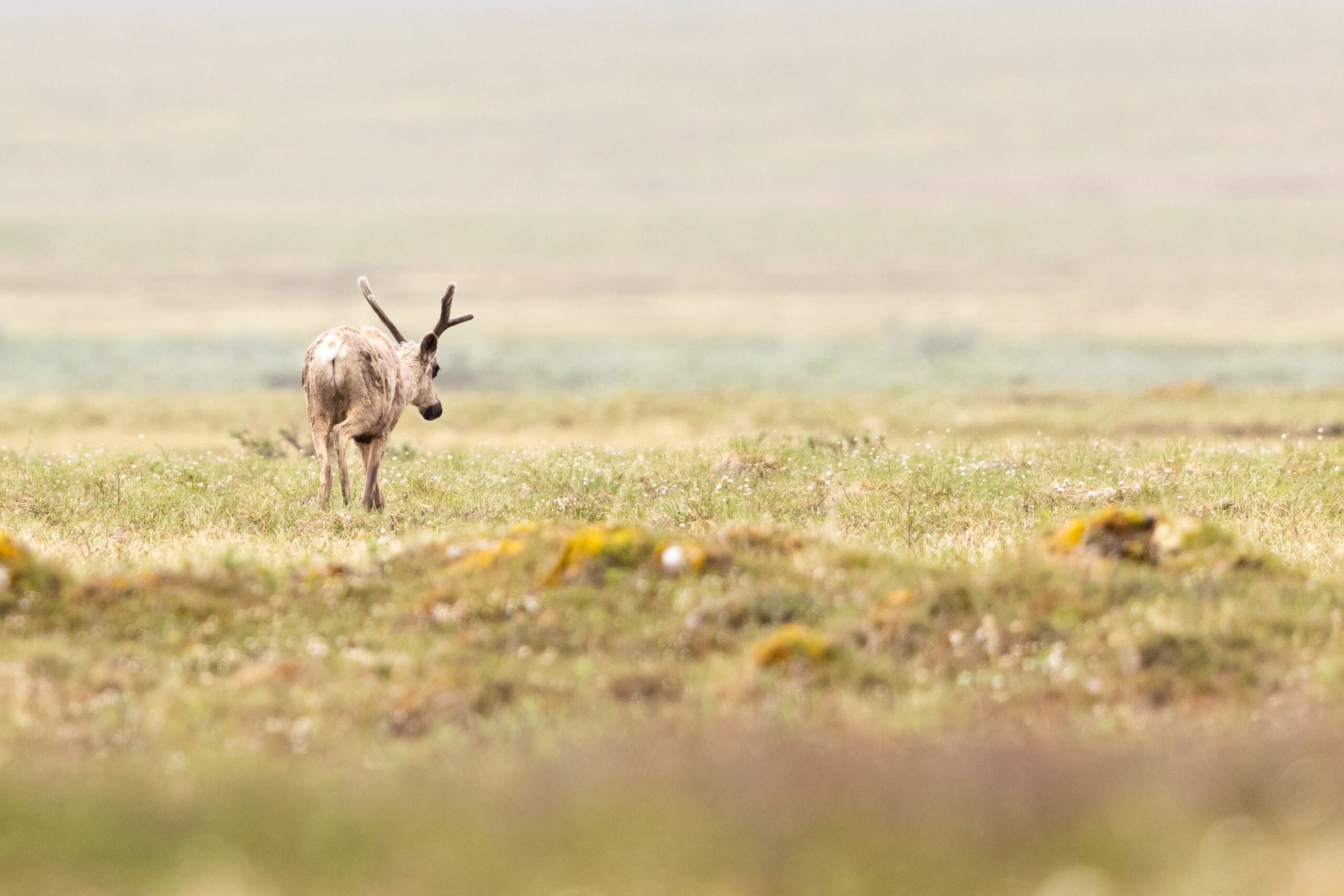 7 Reasons to Support the Recovering America’s Wildlife Act - The ...