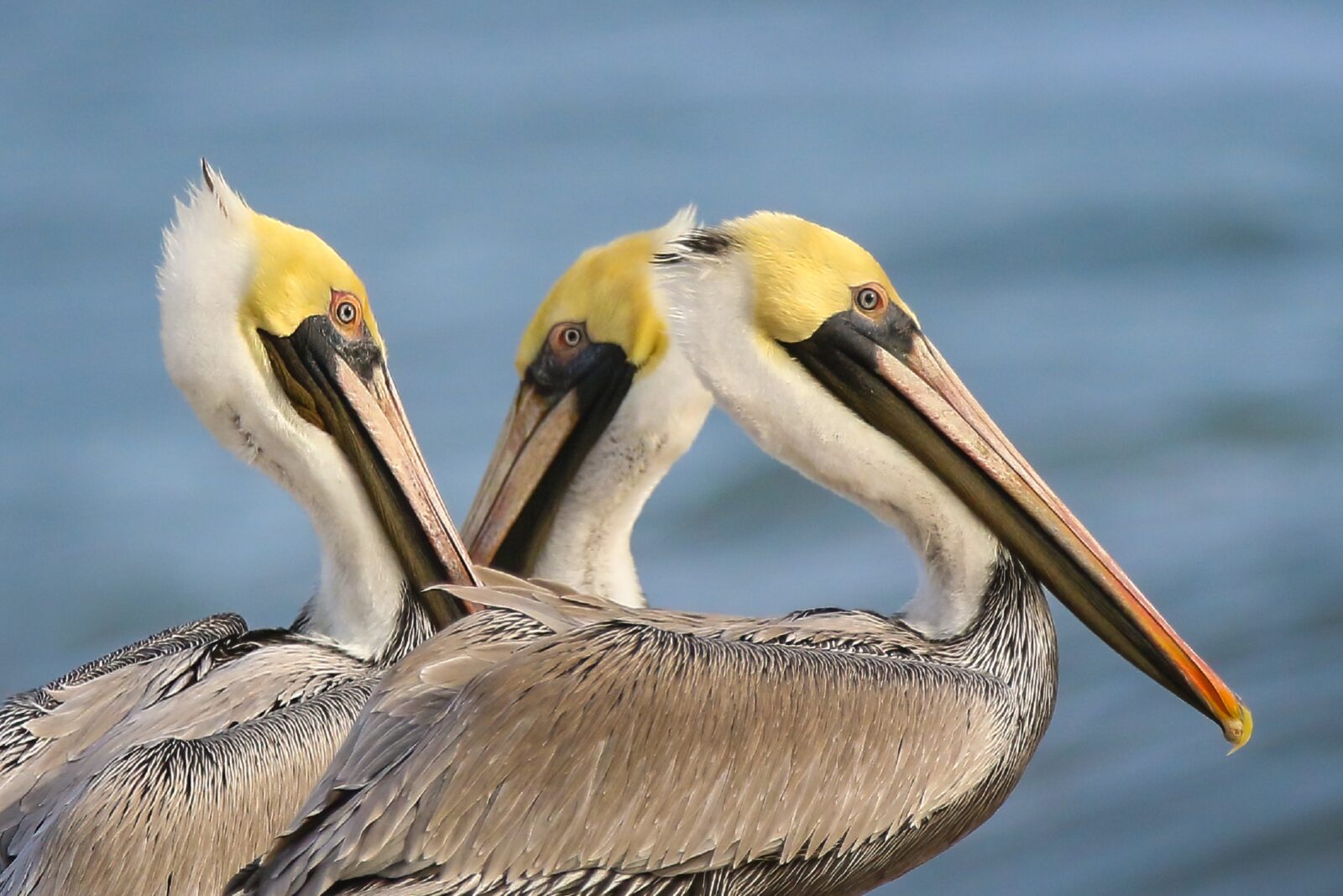 50 Years of the Endangered Species Act: A Gulf Coast Success Story ...