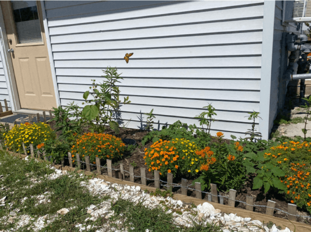 Celebrating a Milestone for Monarchs: 365 U.S. Cities Take the Mayors ...