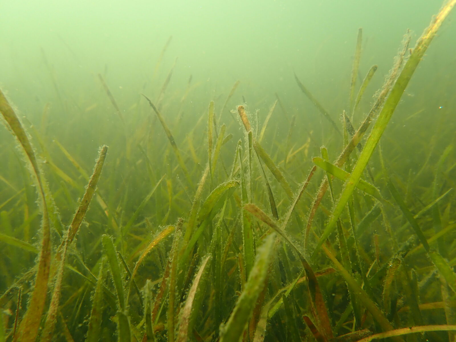 Manatees and Meadows: The Remarkable Seagrass Habitats of the Florida ...