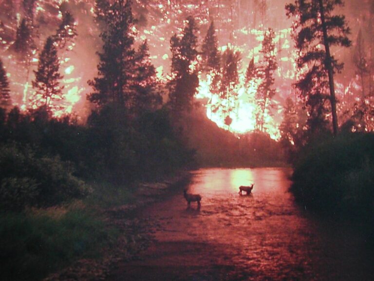 How Does Wildfire Smoke Affect Wildlife? - The National Wildlife ...