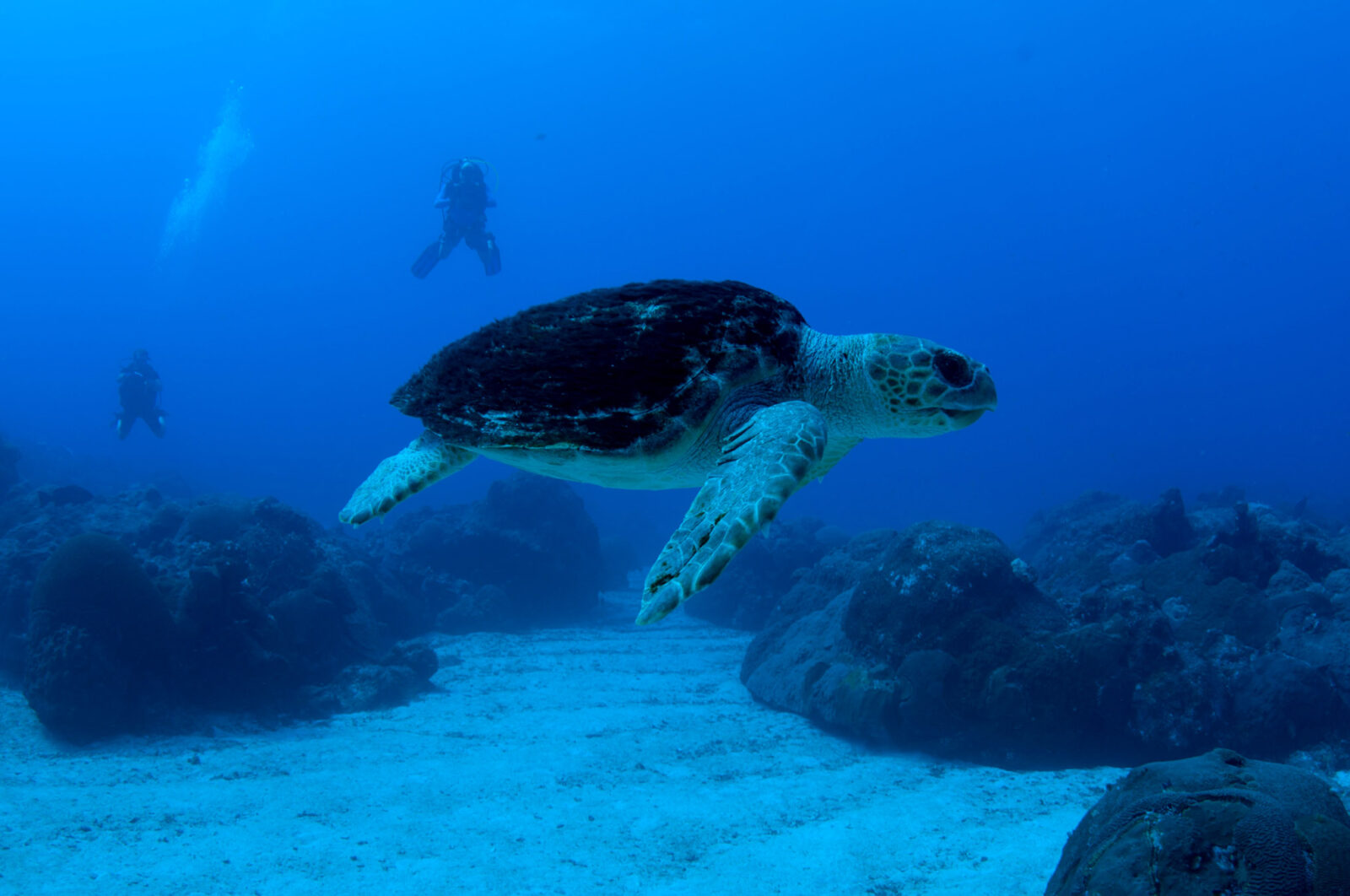 50 Years of the Endangered Species Act: Protected Marine Animals - The ...