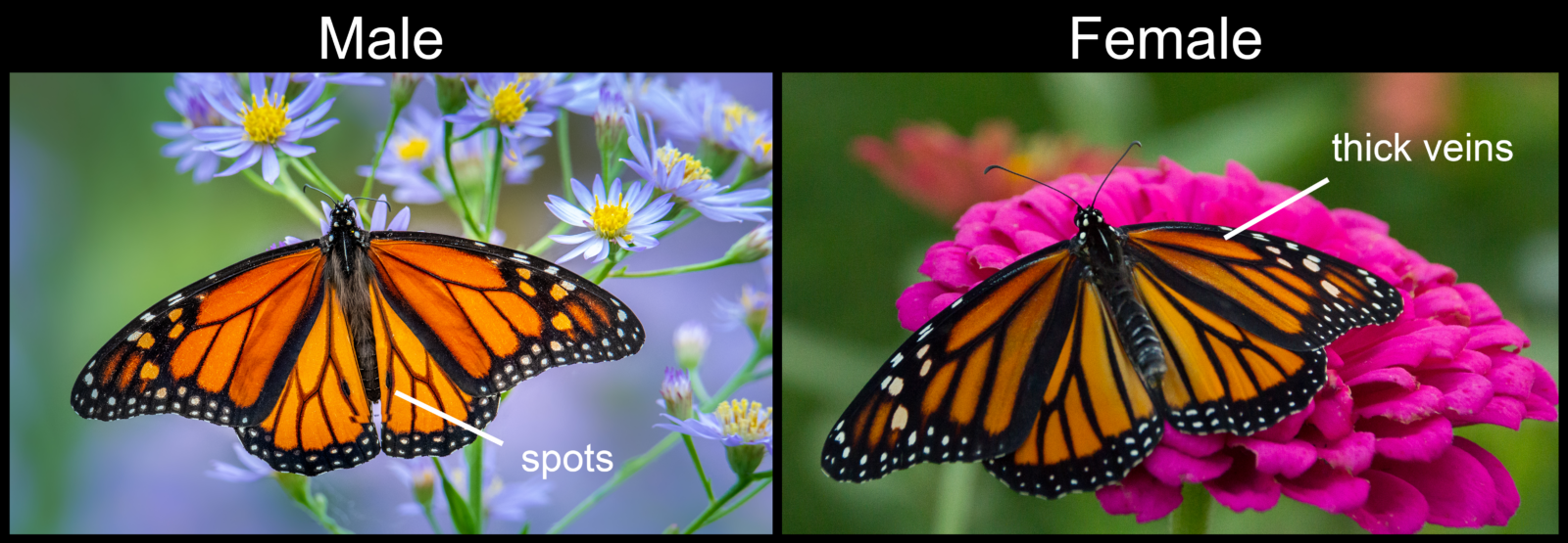 Monarch Butterfly Identification Guide - The National Wildlife ...
